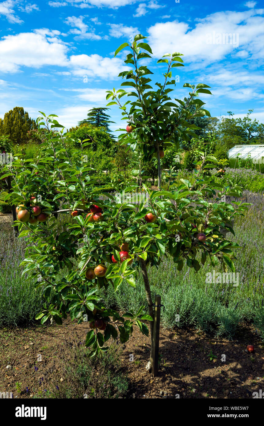 Orchard rose garden hi-res stock photography and images - Alamy