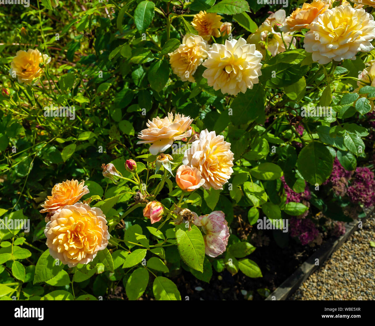 Orange coloured tea rose variety Grace bush growing in a walled Rose ...