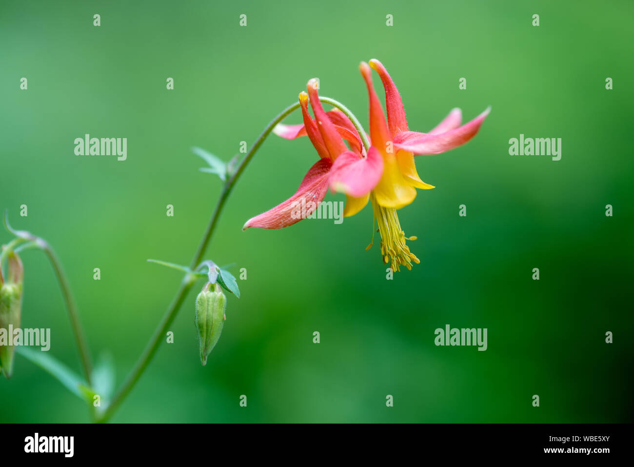 Western columbine, Aquilegia formosa, Wallowa Mountains, Oregon Stock ...