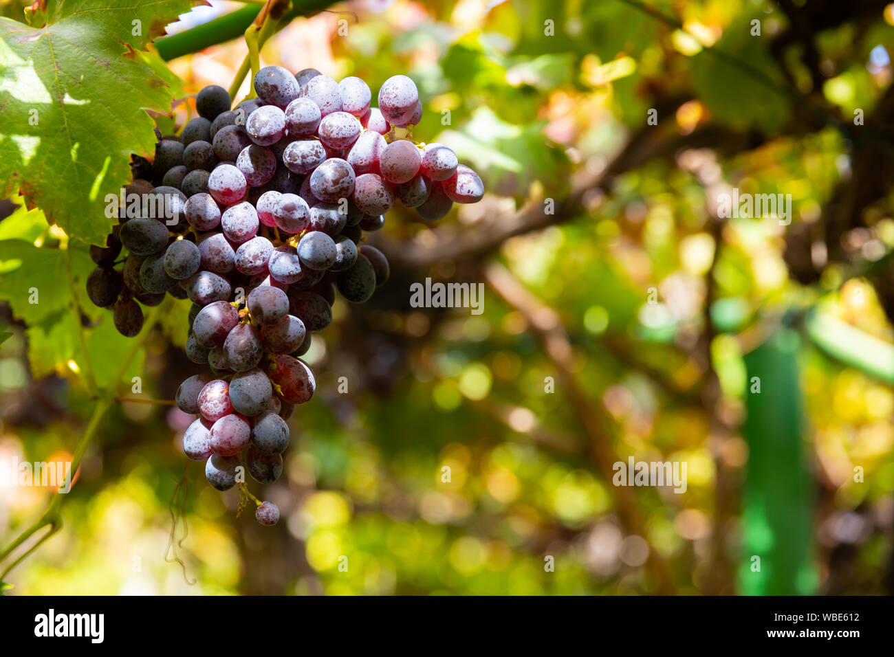 Hanging bunch of grape hi-res stock photography and images - Alamy