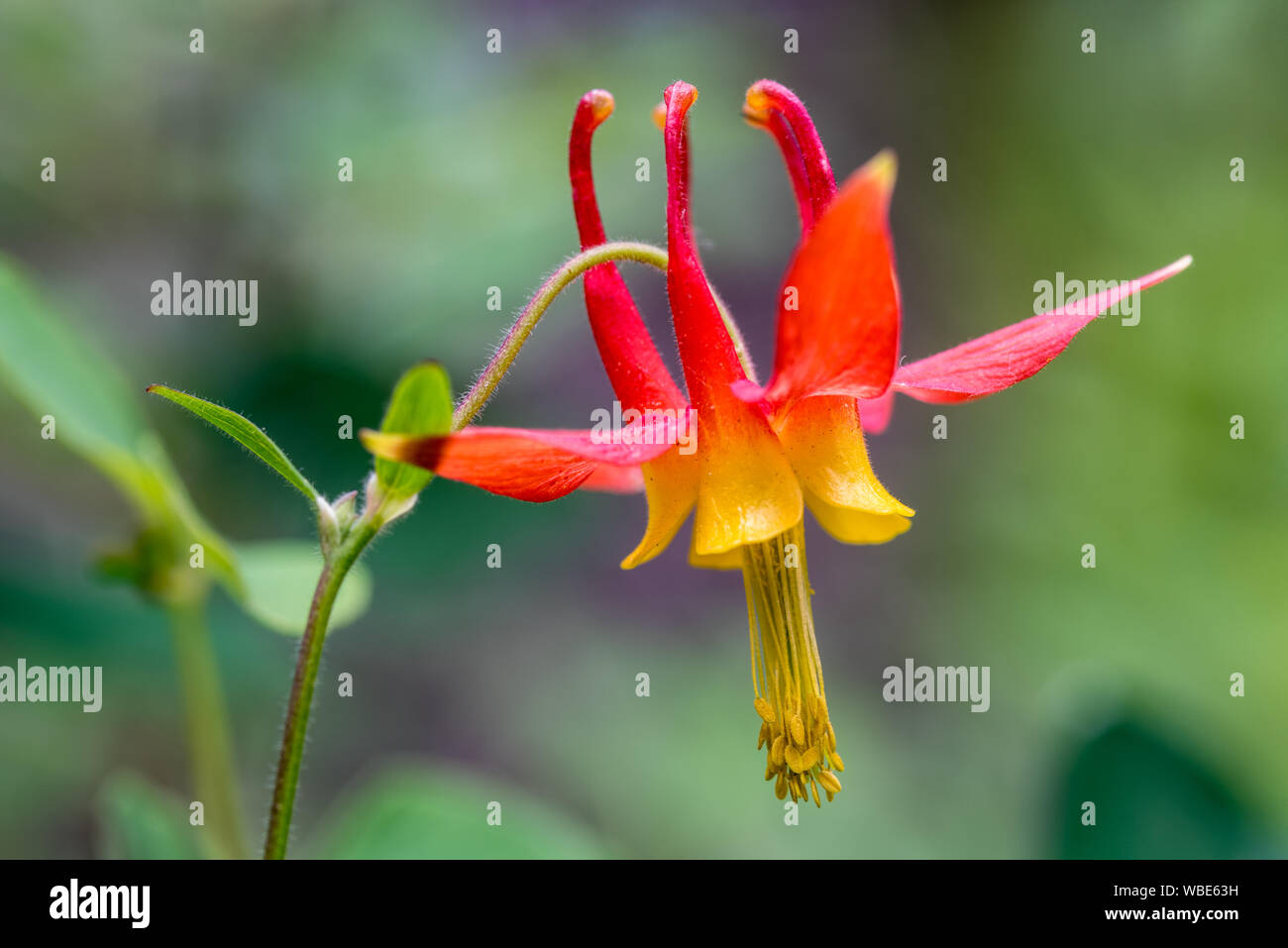 Western columbine, Aquilegia formosa, Wallowa Mountains, Oregon Stock ...