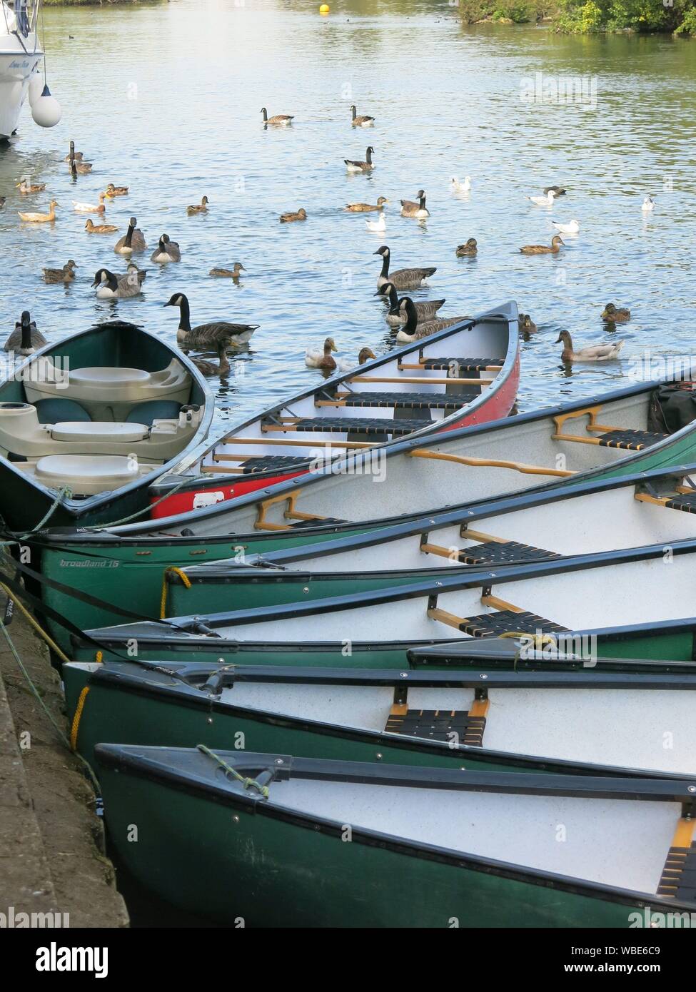 Rowing boats tied up thames hi-res stock photography and images - Alamy