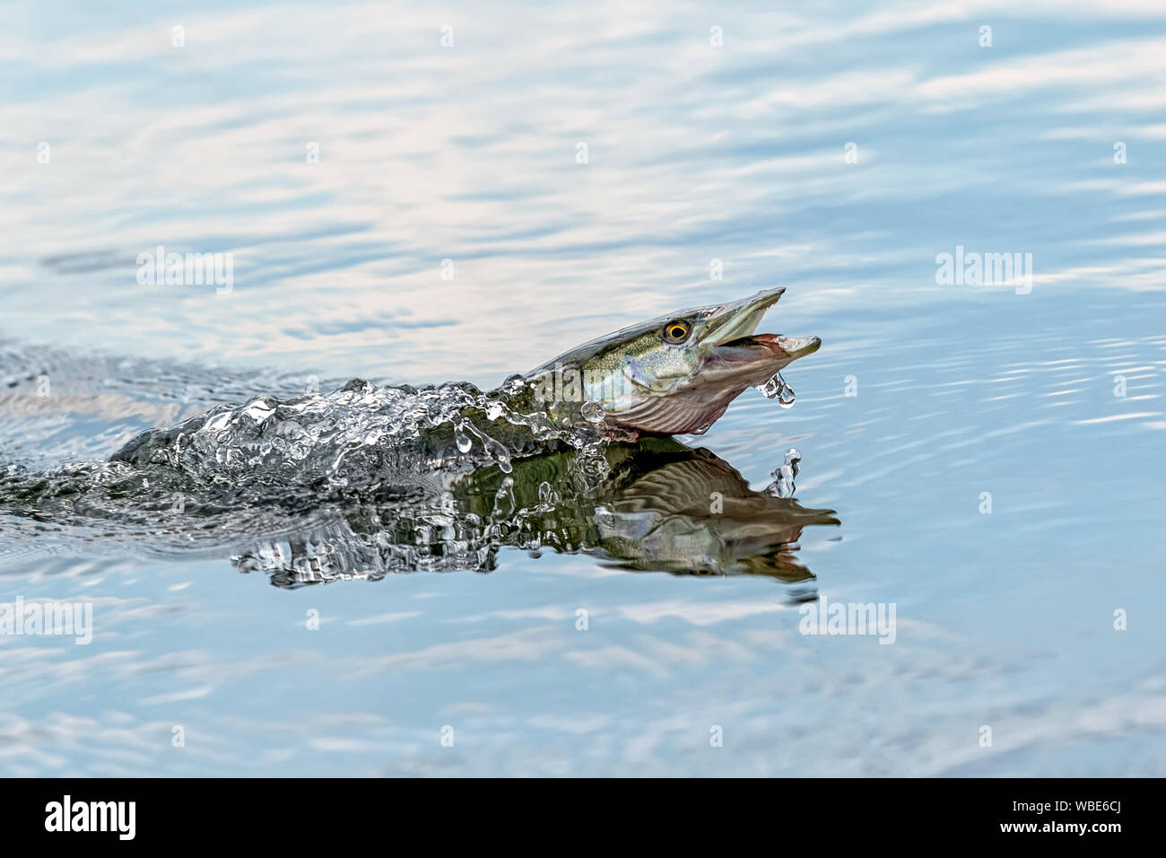 Big muskie hi-res stock photography and images - Alamy