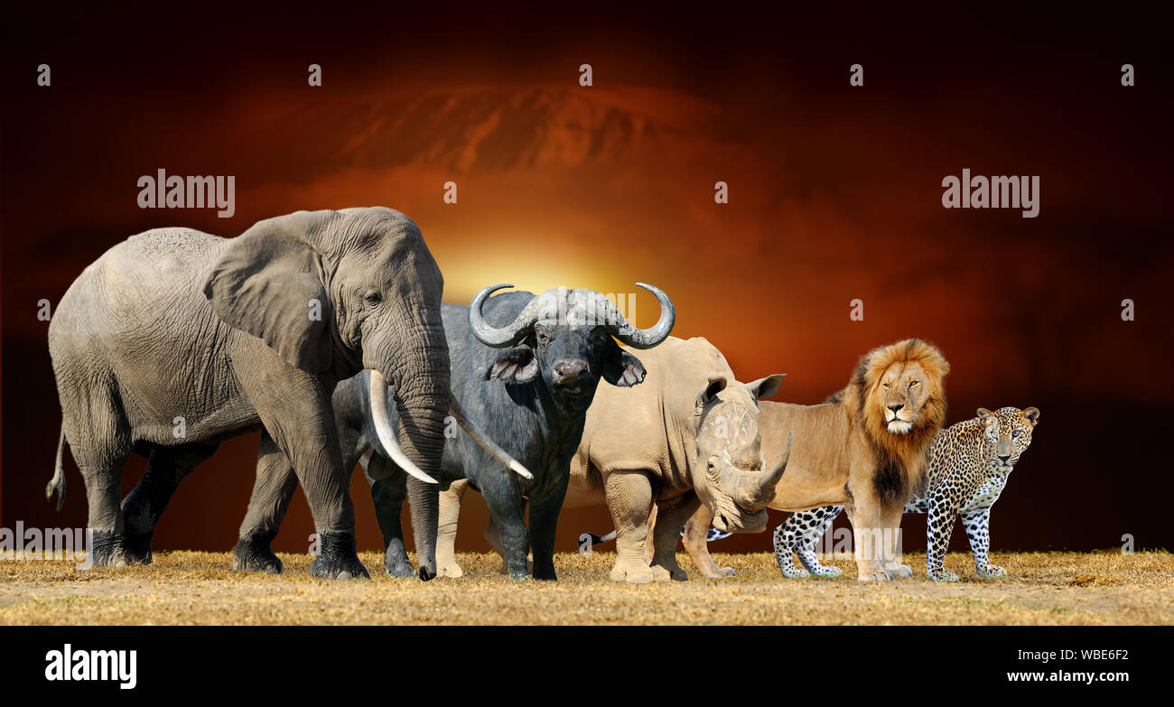 Big five hi-res stock photography and images - Alamy