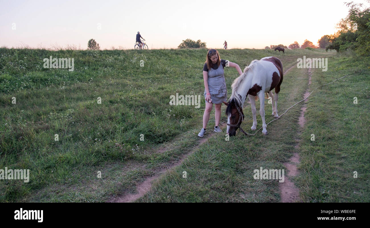 Horse on the pathway Stock Photo - Alamy
