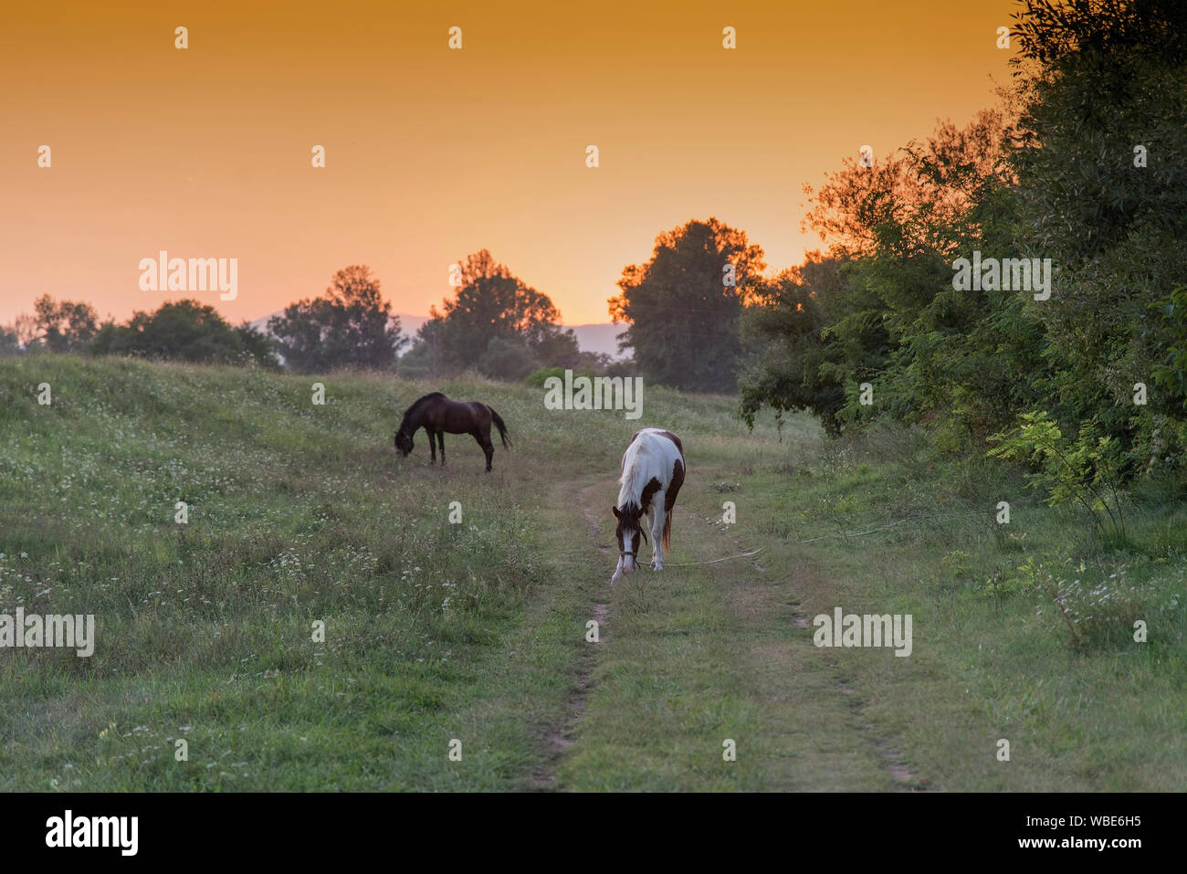 Horse on the pathway Stock Photo - Alamy
