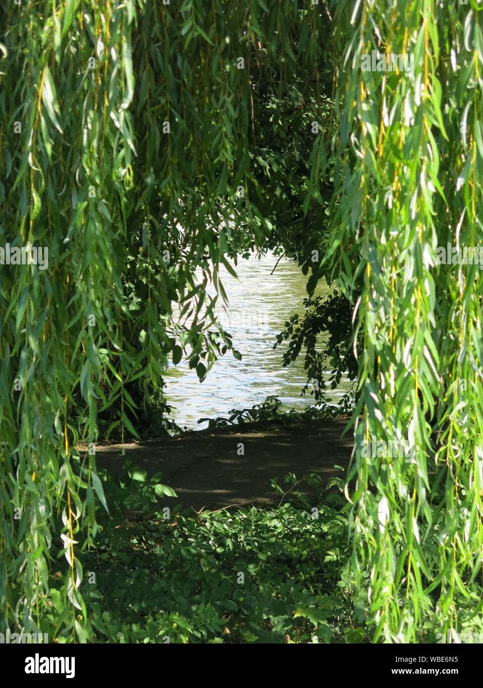 Willow tree river hi-res stock photography and images - Alamy