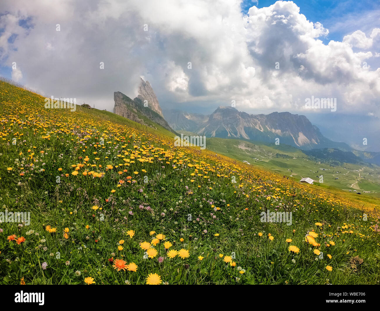Wild flowers growing on the side of Seceda mountain in the Italian ...