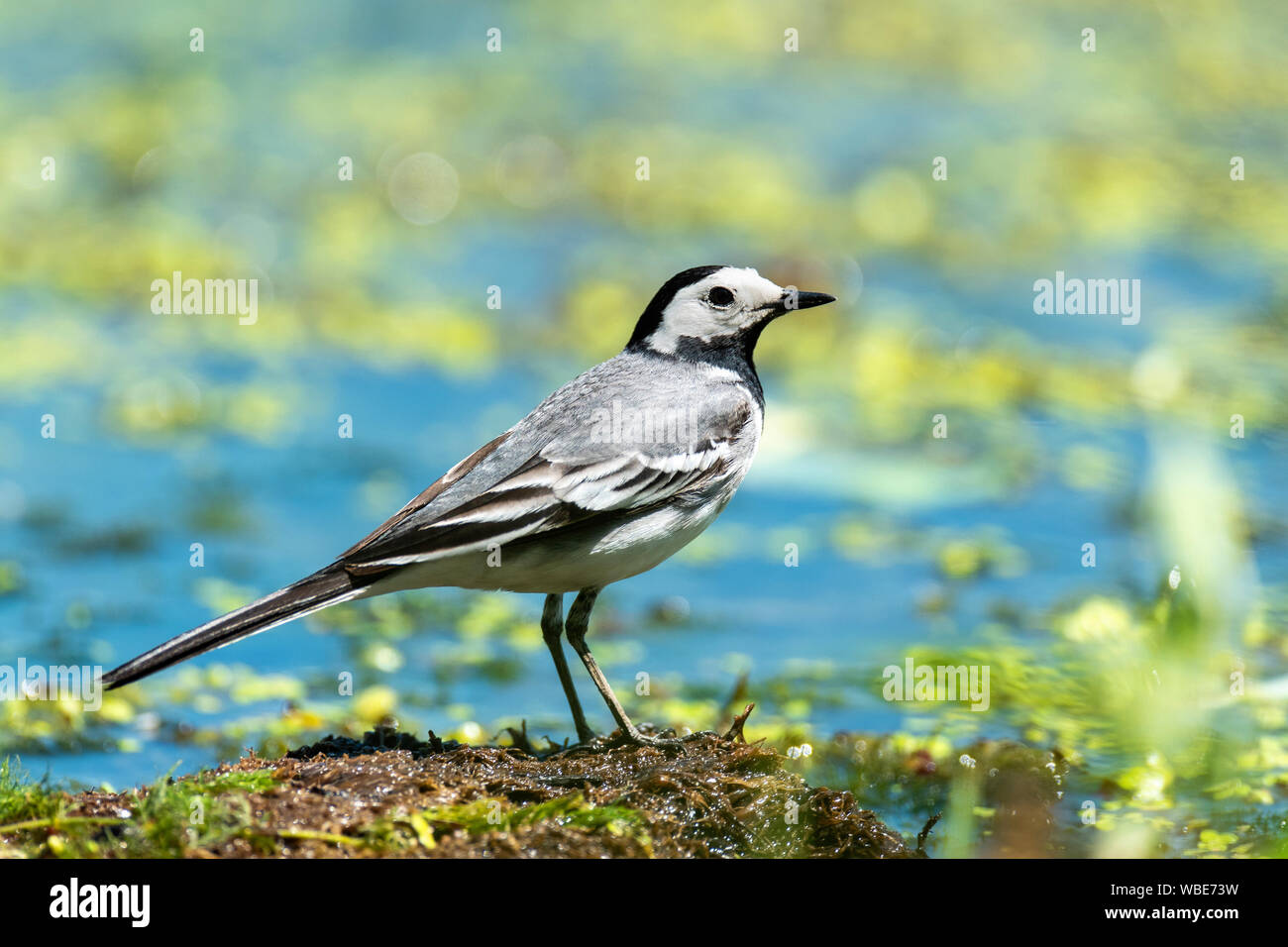 Small white bird White wagtail in the water Stock Photo - Alamy