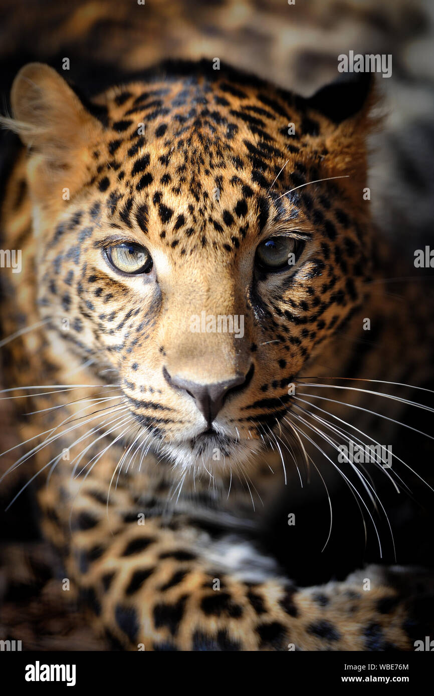 Leopard portrait hi-res stock photography and images - Alamy