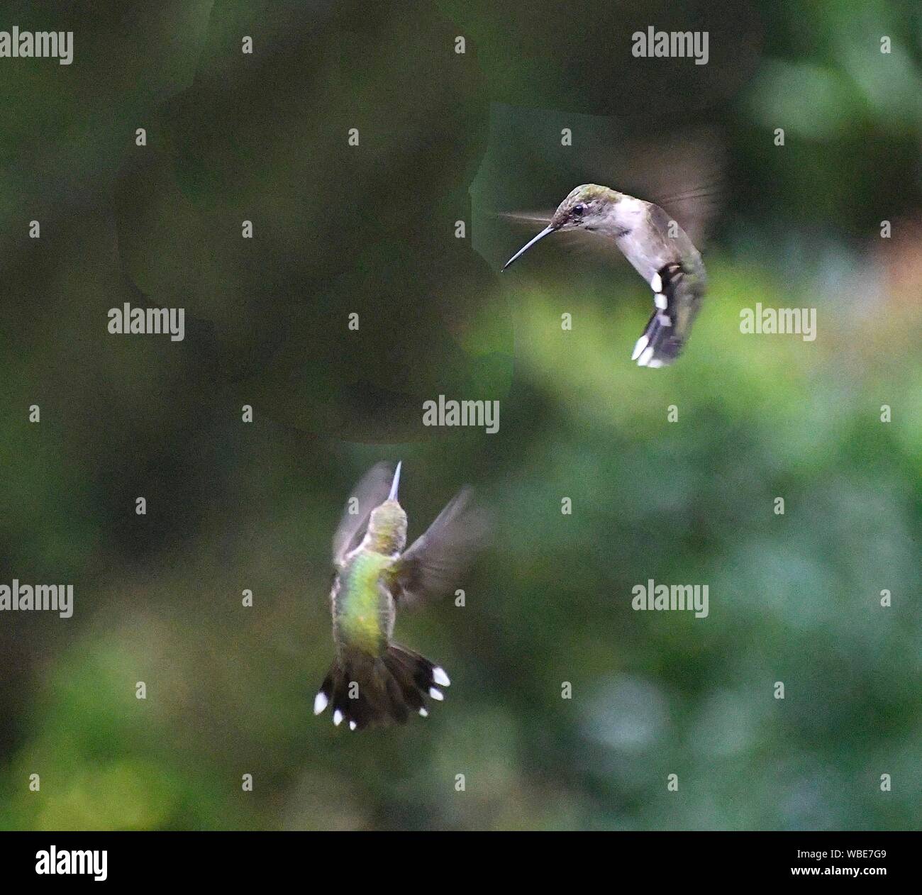 Humming bee hi-res stock photography and images - Alamy