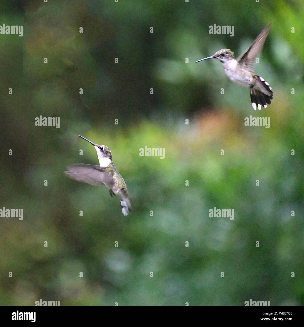Humming birds hi-res stock photography and images - Alamy