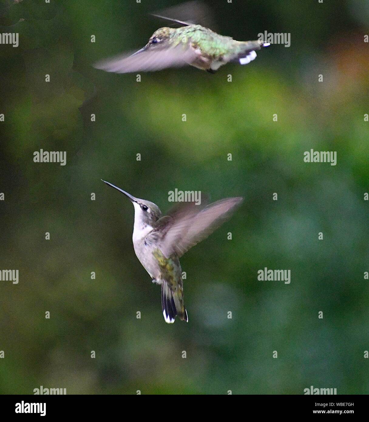 Hummingbirds fighting hi-res stock photography and images - Alamy