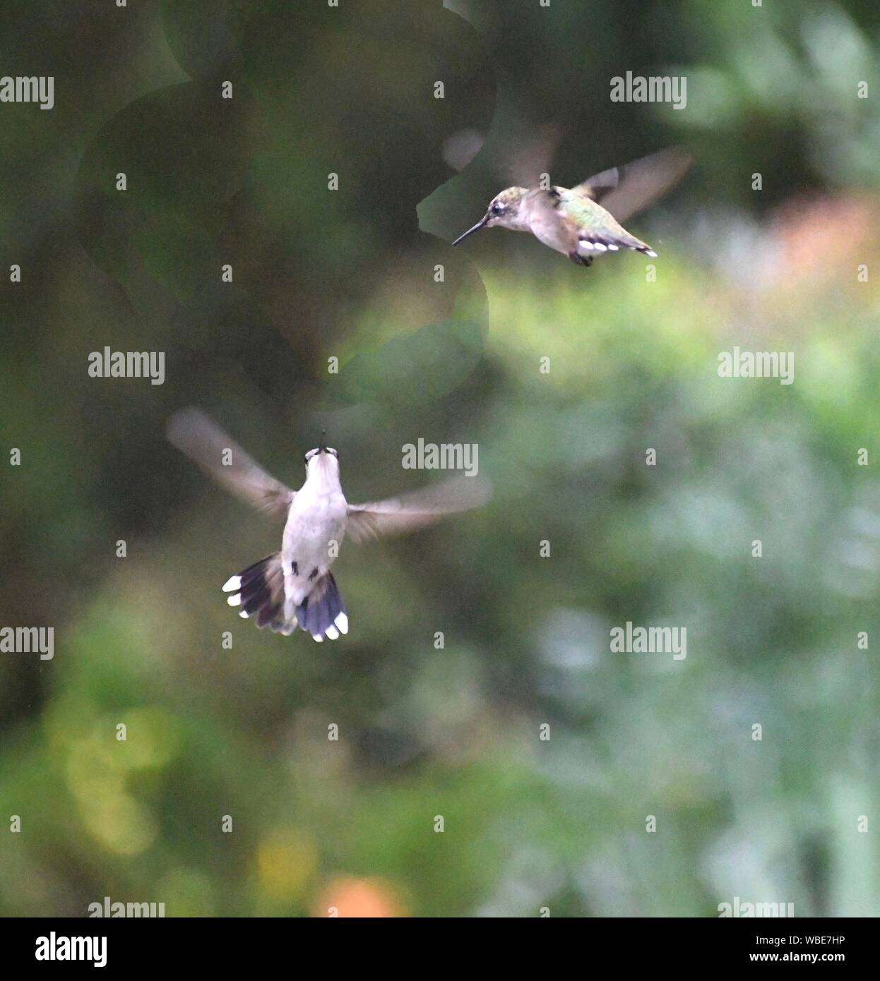 Humming birds hi-res stock photography and images - Alamy