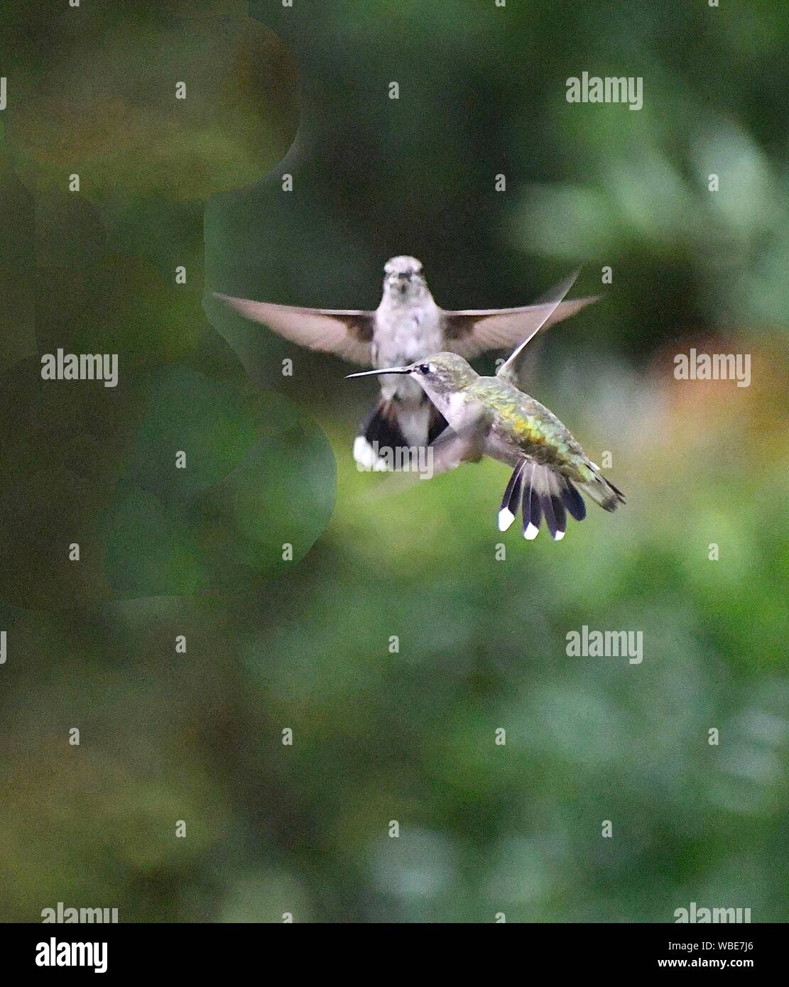 Humming birds hi-res stock photography and images - Alamy