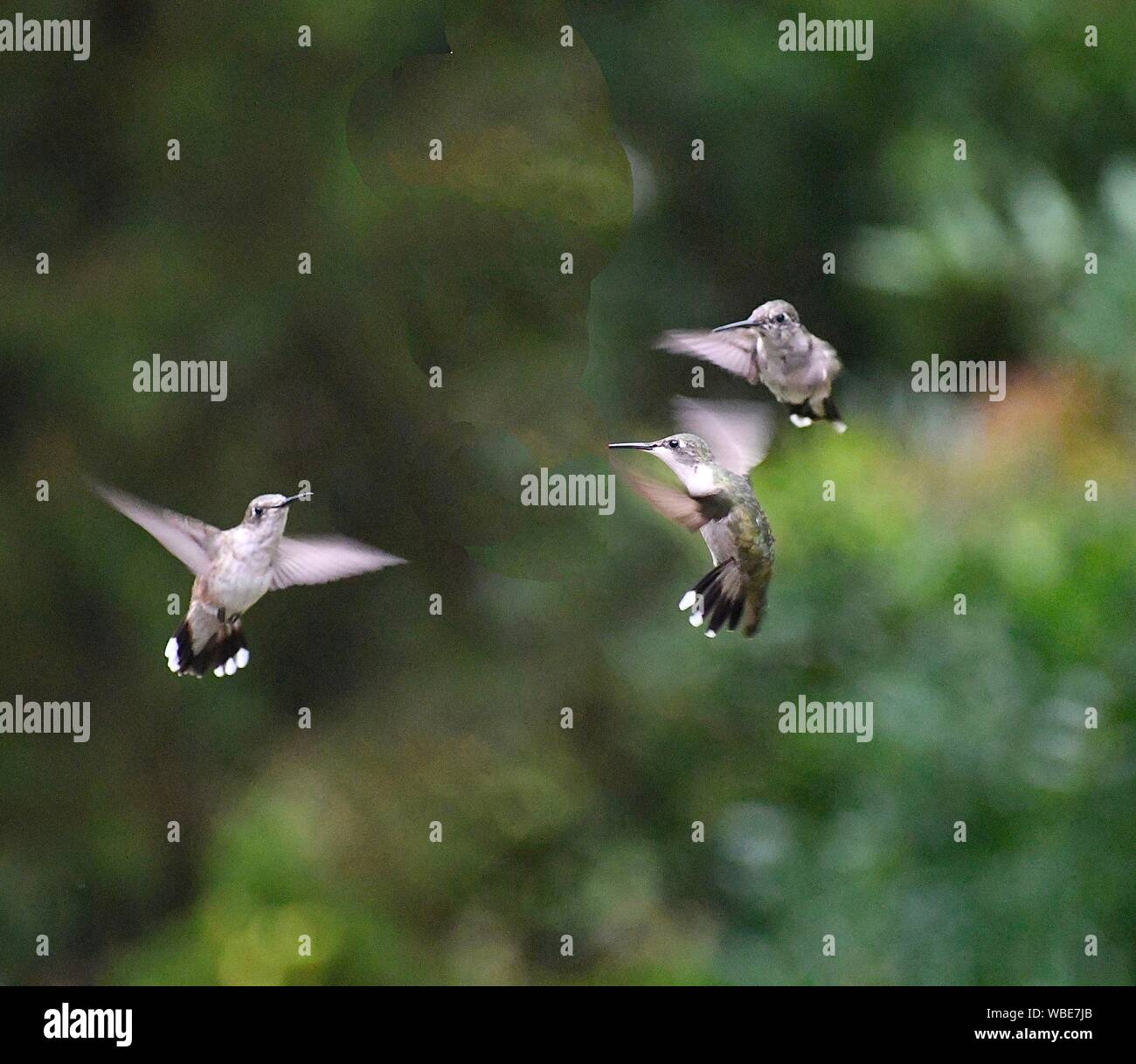 Hummingbirds fighting hi-res stock photography and images - Alamy