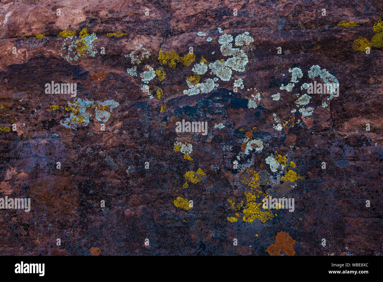 Lichen in the desert hi-res stock photography and images - Alamy