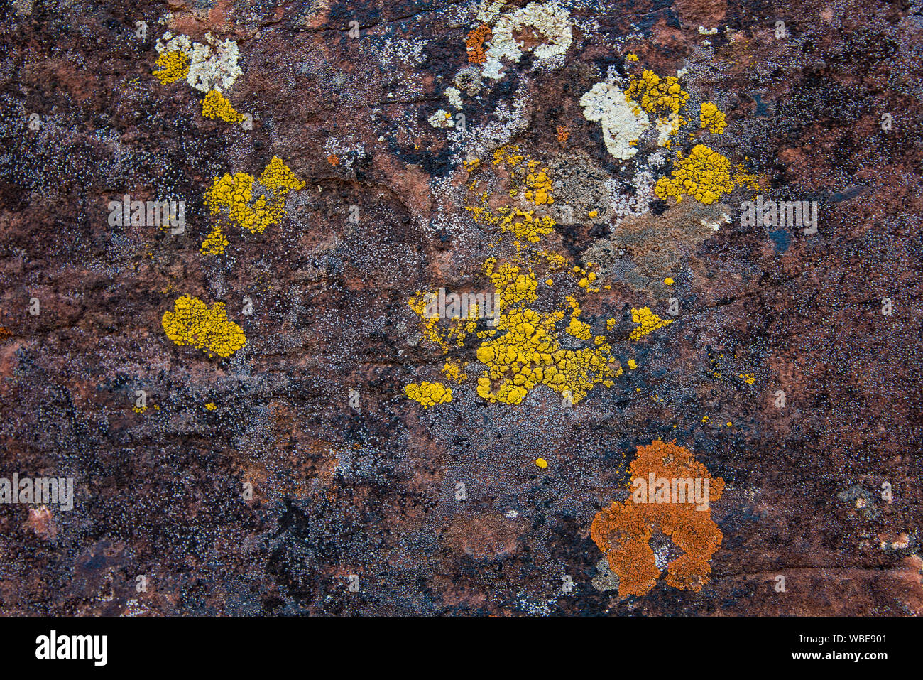 Lichen in the desert hi-res stock photography and images - Alamy