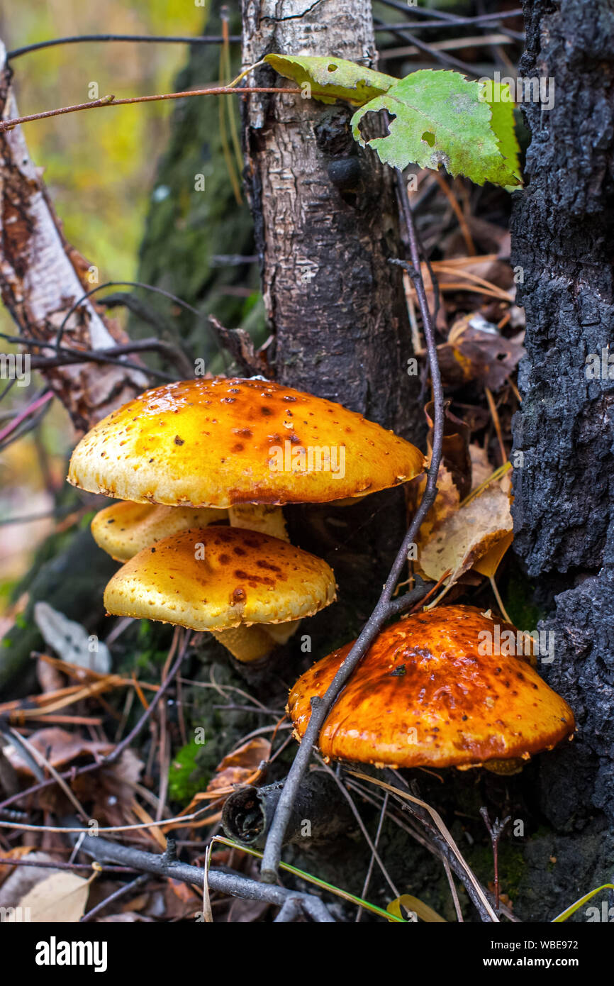 Several large beautiful toadstools with orange hats grow near the birch ...