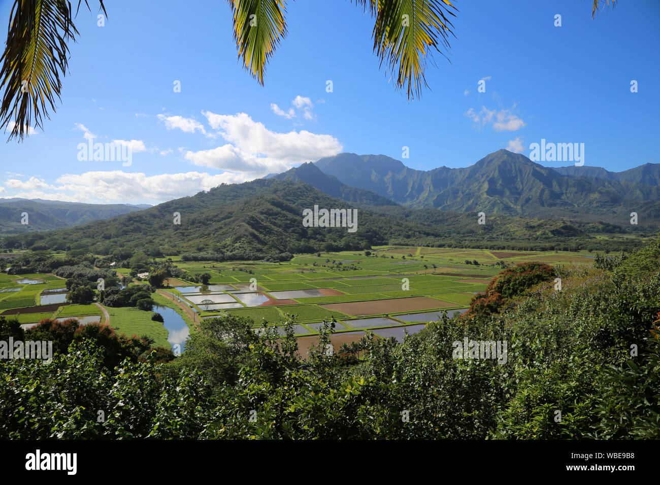 Taro plantation hi-res stock photography and images - Alamy
