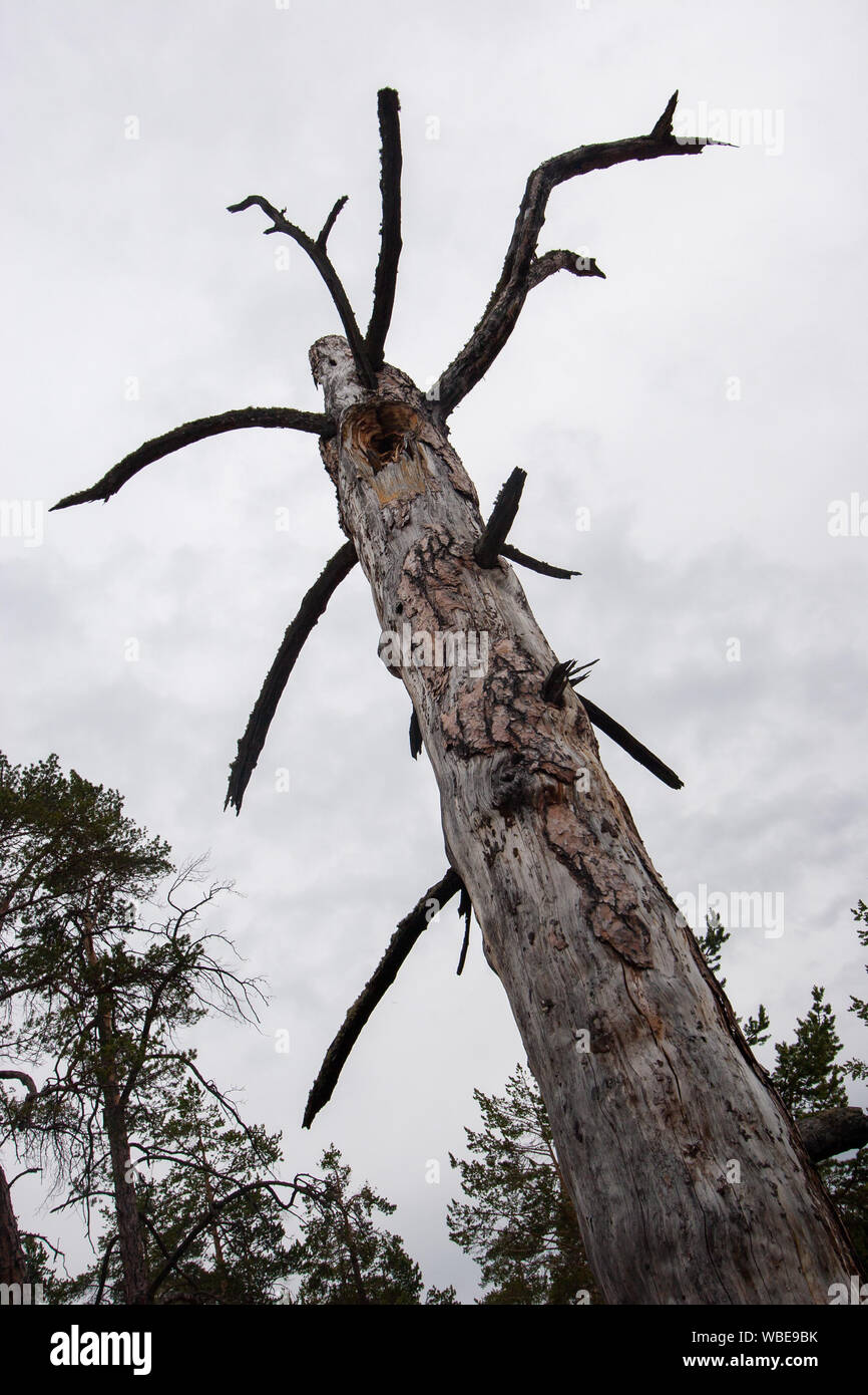 Vertical photo old tree hi-res stock photography and images - Alamy