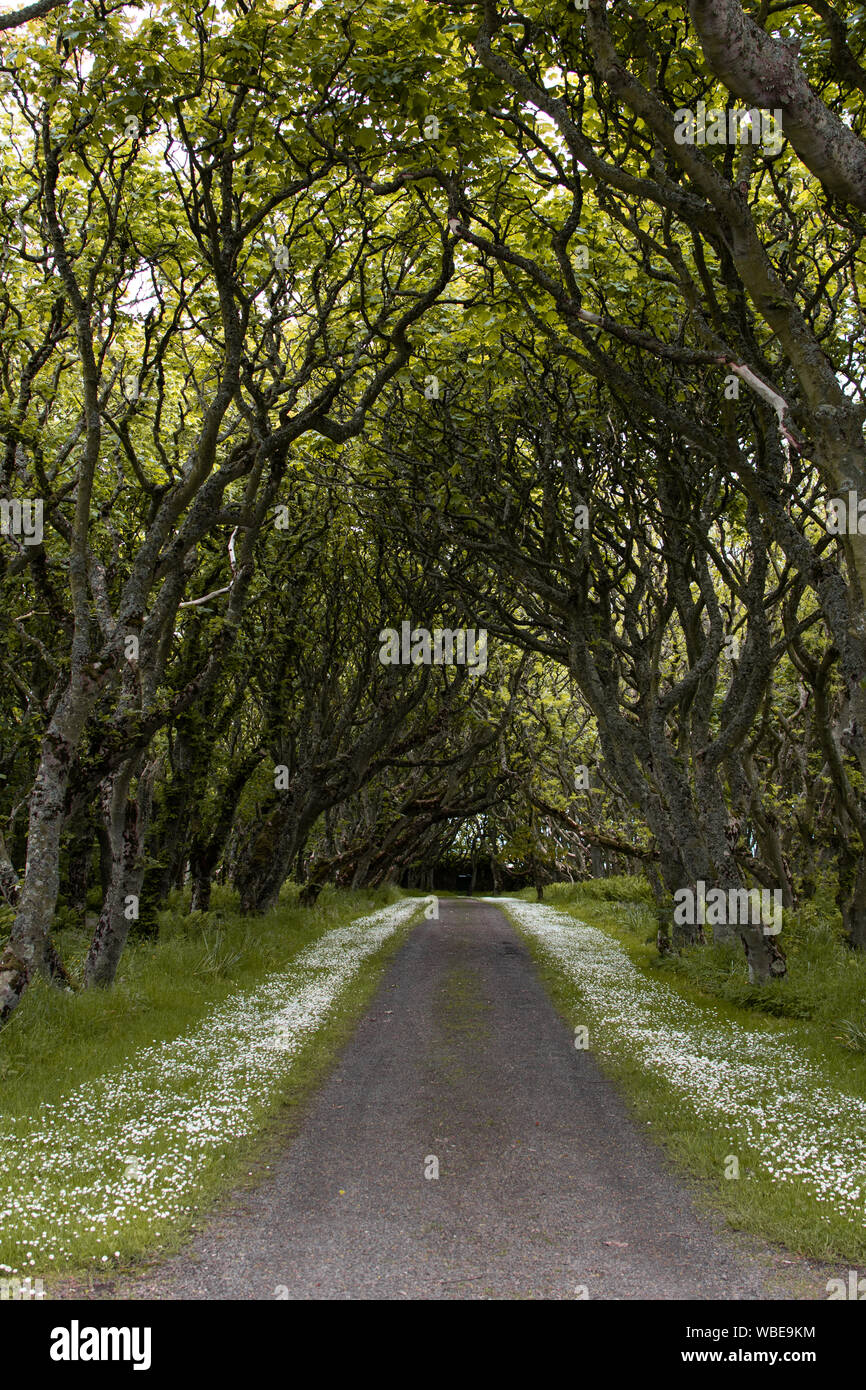 Beautiful tree lined driveway hi-res stock photography and images - Alamy