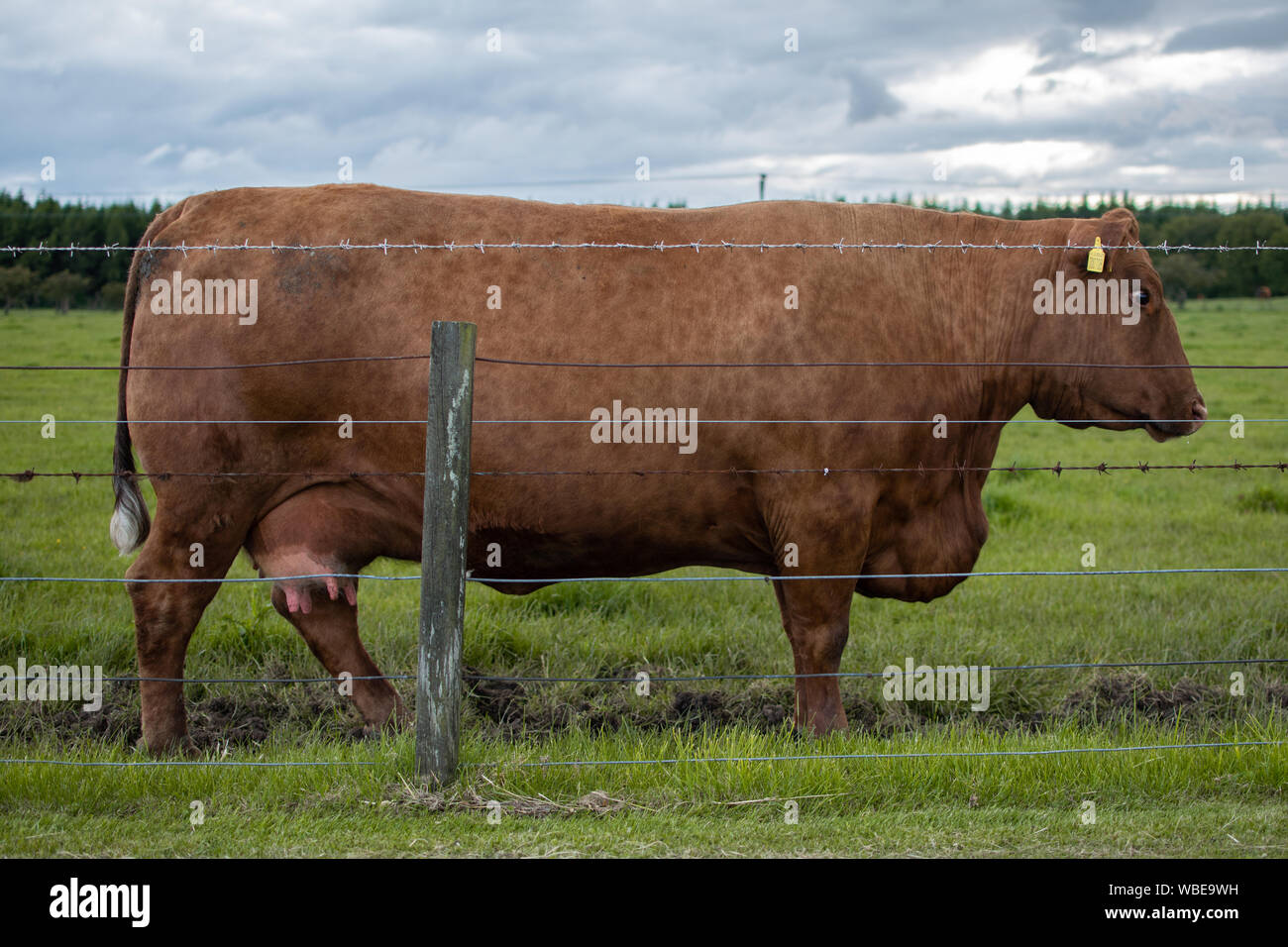 brown cow isolated on white background Stock Photo - Alamy