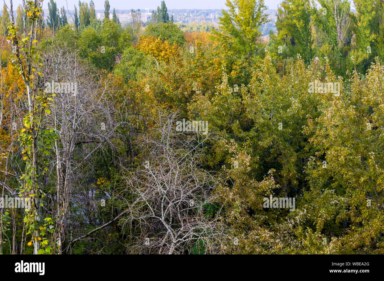 Autumn cityscape on a Sunny day - yellow autumn trees in the Park ...