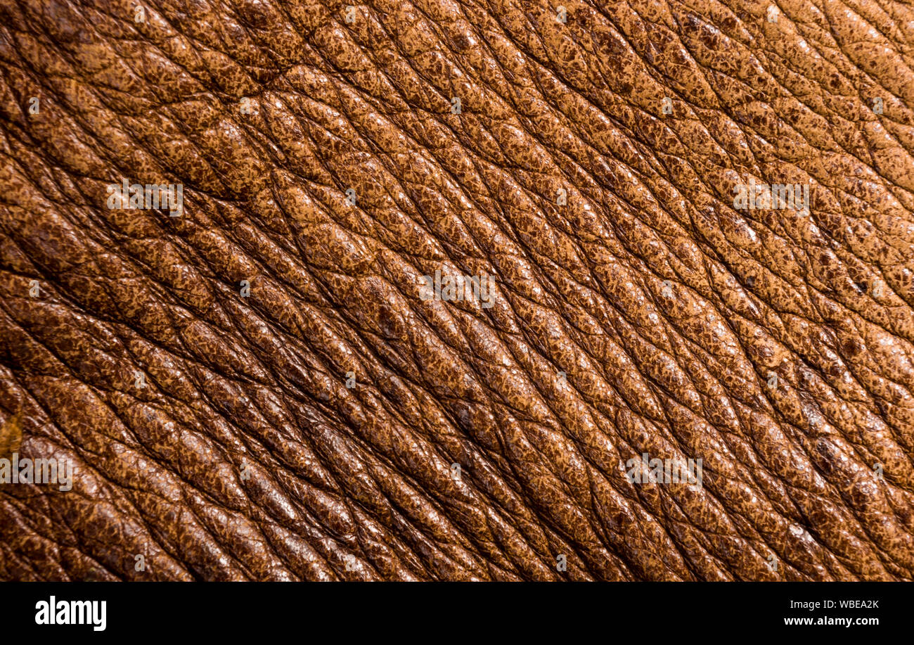 Old vintage genuine soft brown leather texture background, top layer ...