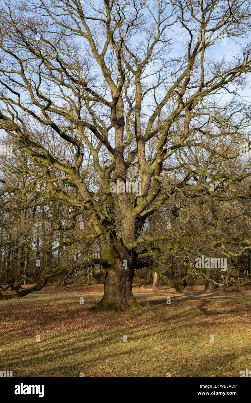 Alter baum hi-res stock photography and images - Alamy