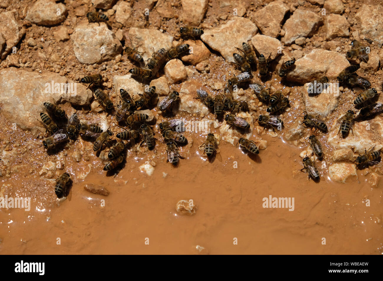 honey bees need water. they meet their needs from the puddles of nature ...