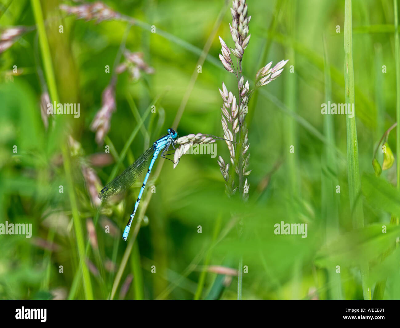 Damselfly larvae hi-res stock photography and images - Alamy