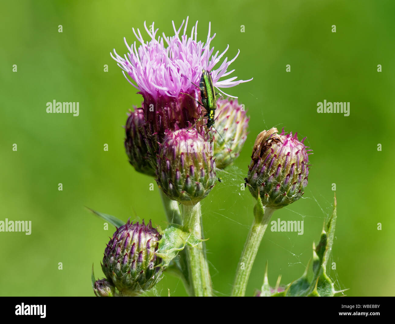 Creeping Thistle, Cirsium arvense Stock Photo - Alamy