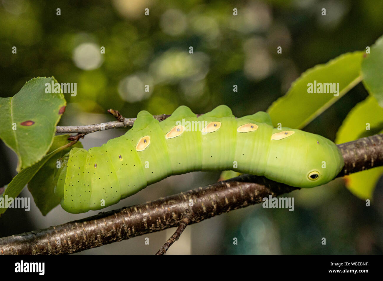 Pandorus sphinx moth caterpillar hi-res stock photography and images ...