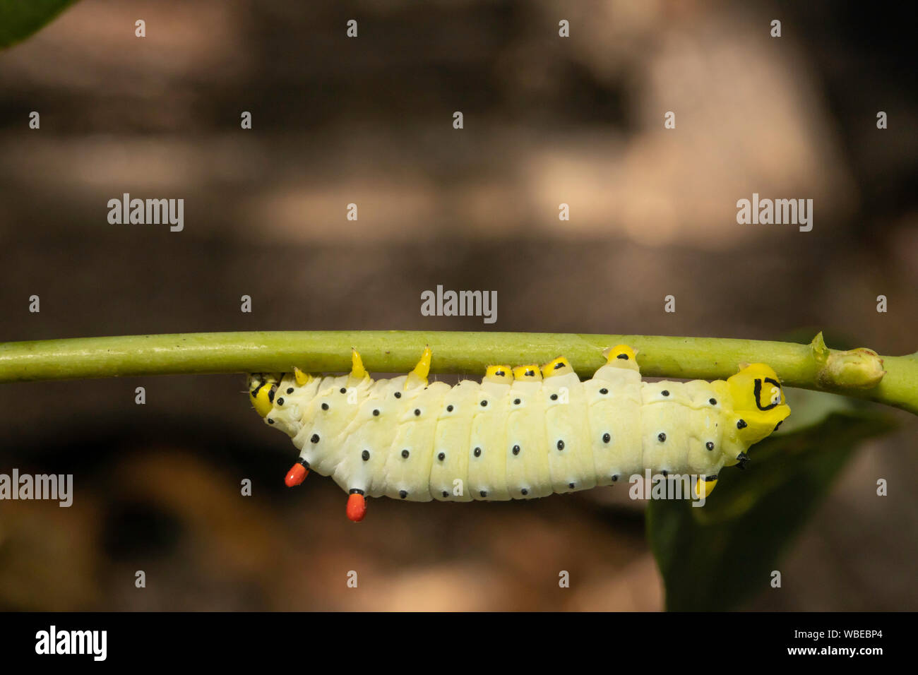 Promethea silk moth caterpillar - Callosamia promethea Stock Photo - Alamy
