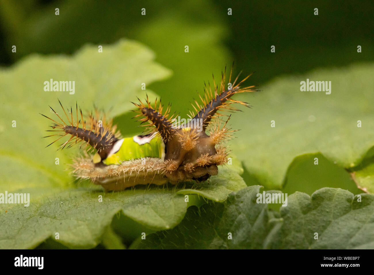Venomous saddleback caterpillar - Acharia stimulea Stock Photo - Alamy