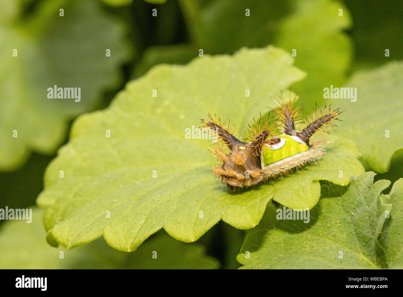 Venomous saddleback caterpillar - Acharia stimulea Stock Photo - Alamy