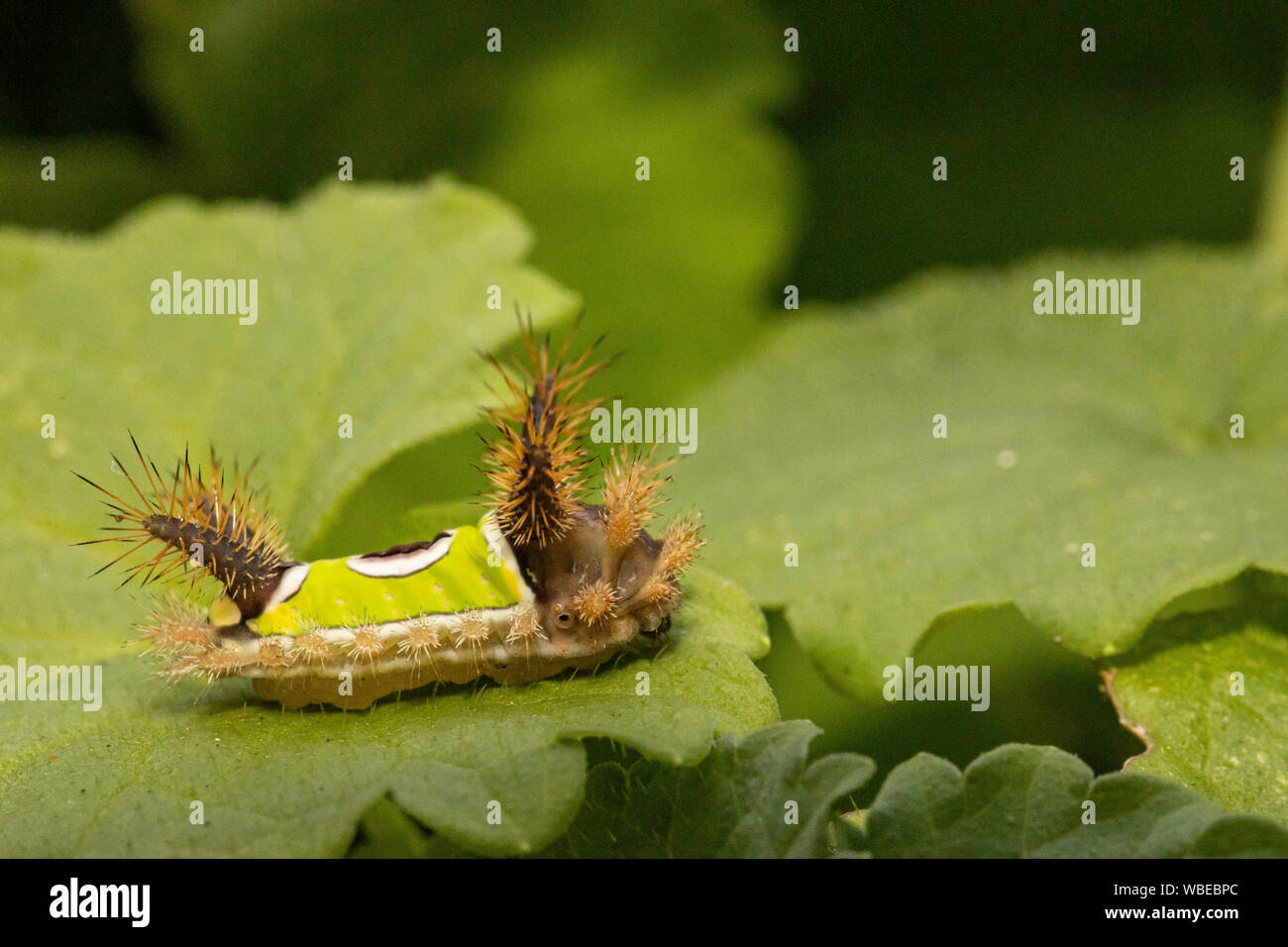 Venomous saddleback caterpillar - Acharia stimulea Stock Photo - Alamy