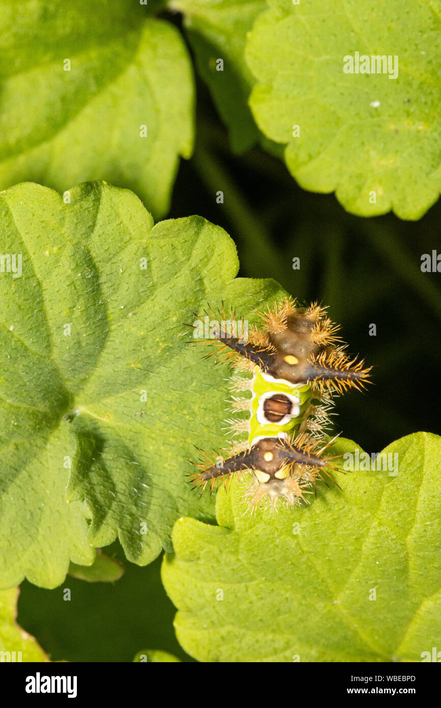 Venomous saddleback caterpillar - Acharia stimulea Stock Photo - Alamy