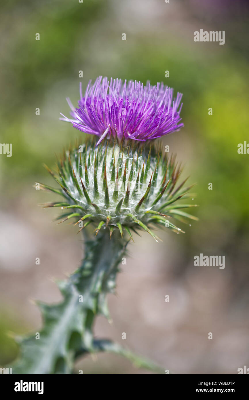 Cotton thistle plant plant hi-res stock photography and images - Alamy