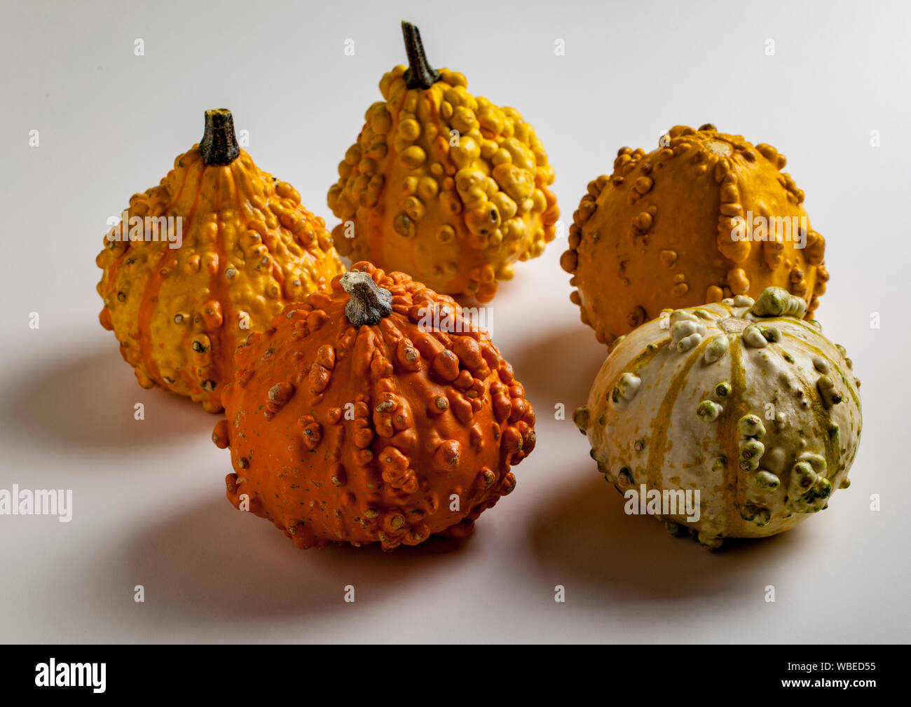 Five Decorative Gourds on a White Background Stock Photo - Alamy