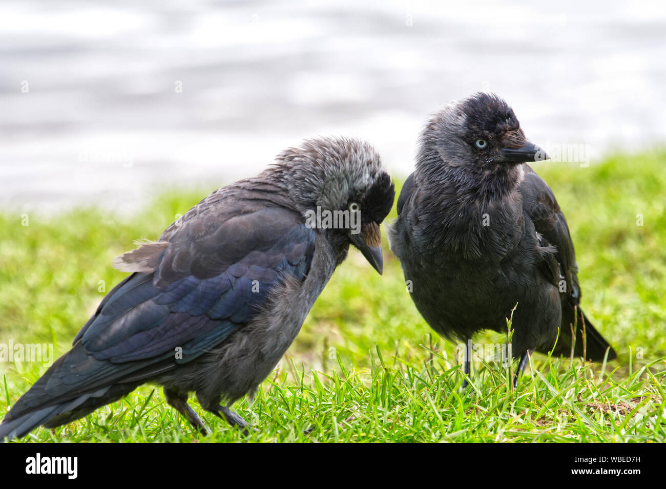 Black jackdaws hi-res stock photography and images - Alamy