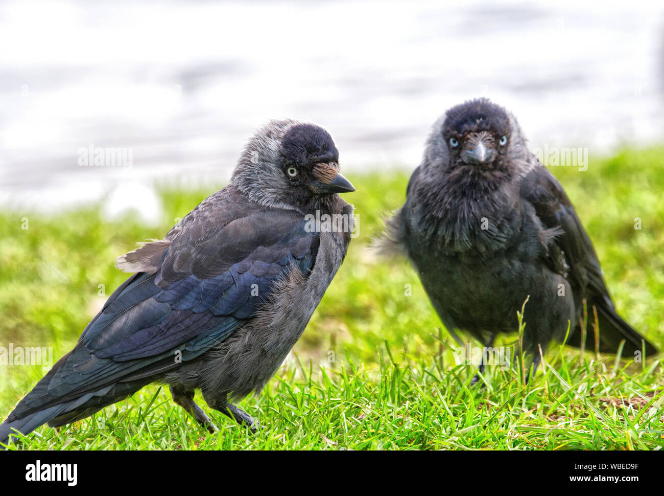 Jackdaws corvus monedula pair hi-res stock photography and images - Alamy