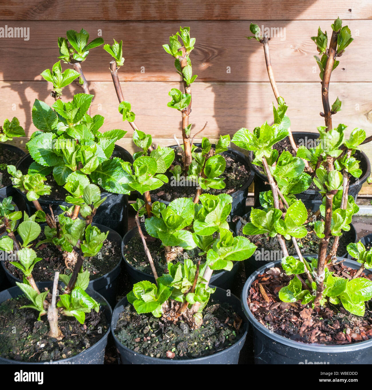 Young spring growth on Hydrangea plants in pots Stock Photo - Alamy