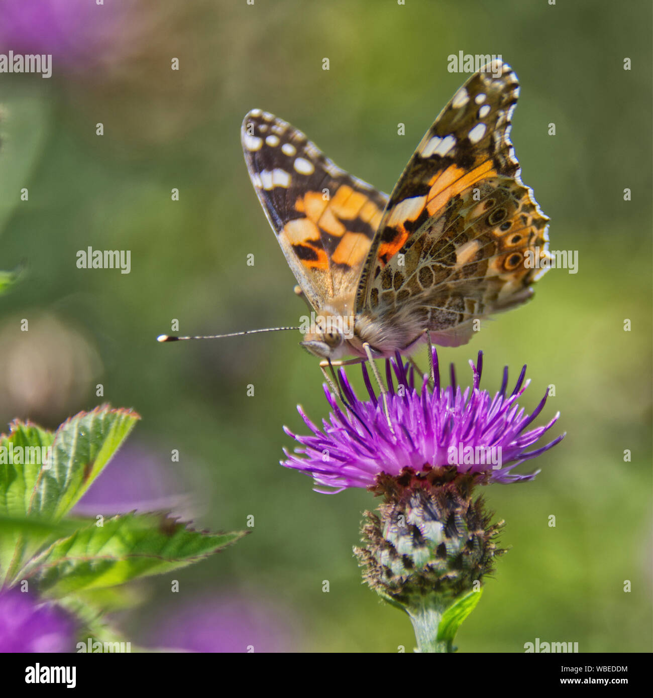 Painted Lady Butterfly Stock Photo - Alamy