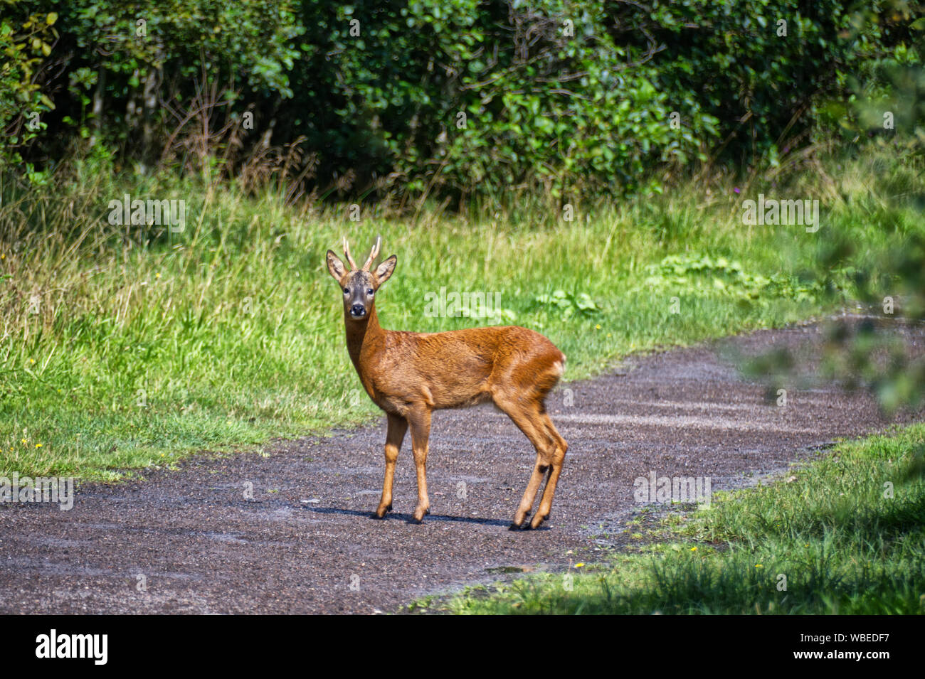 Front facing deer hi-res stock photography and images - Alamy
