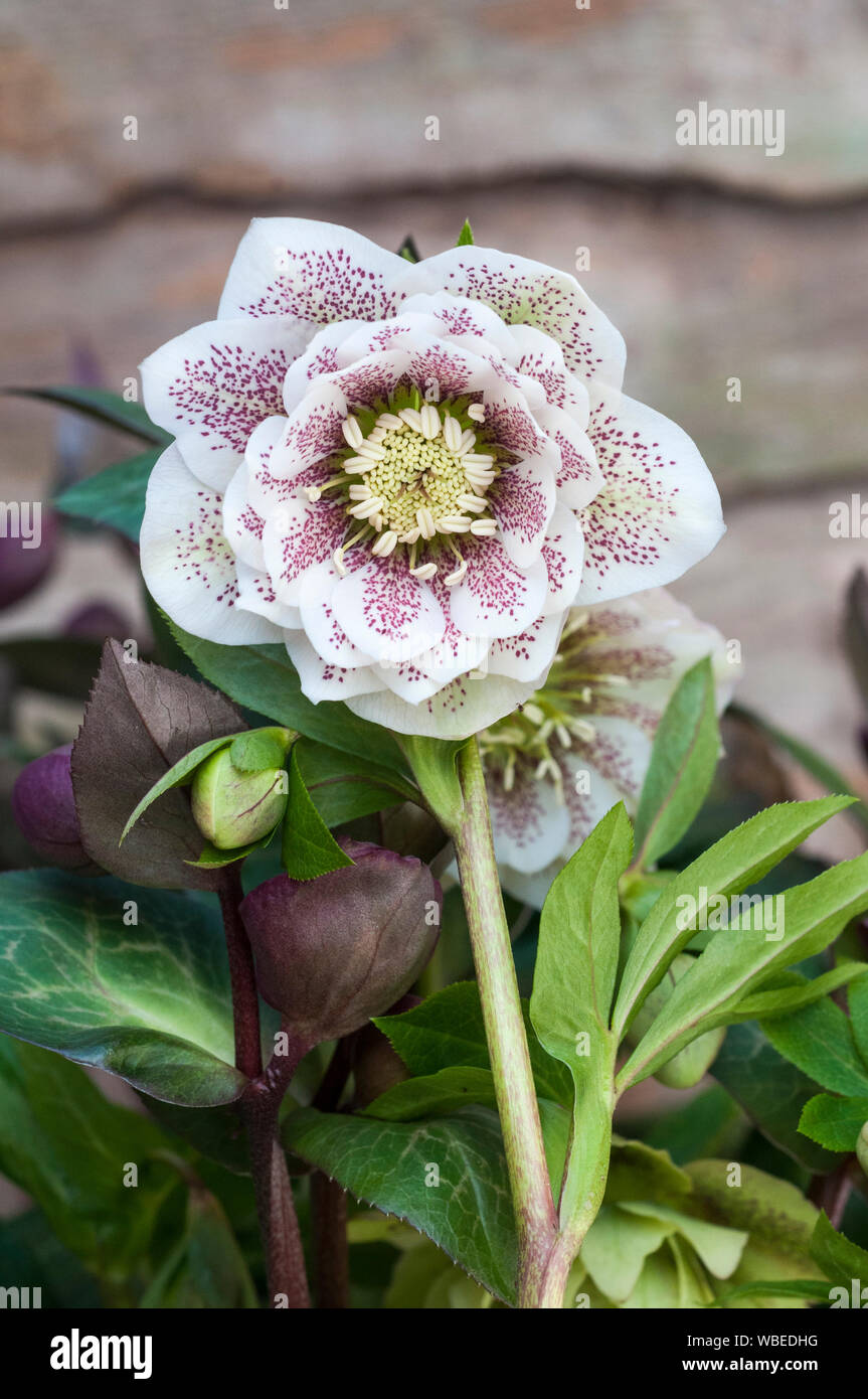 Close up of flower detail of Helleborus Cinderella Ideal for borders ...