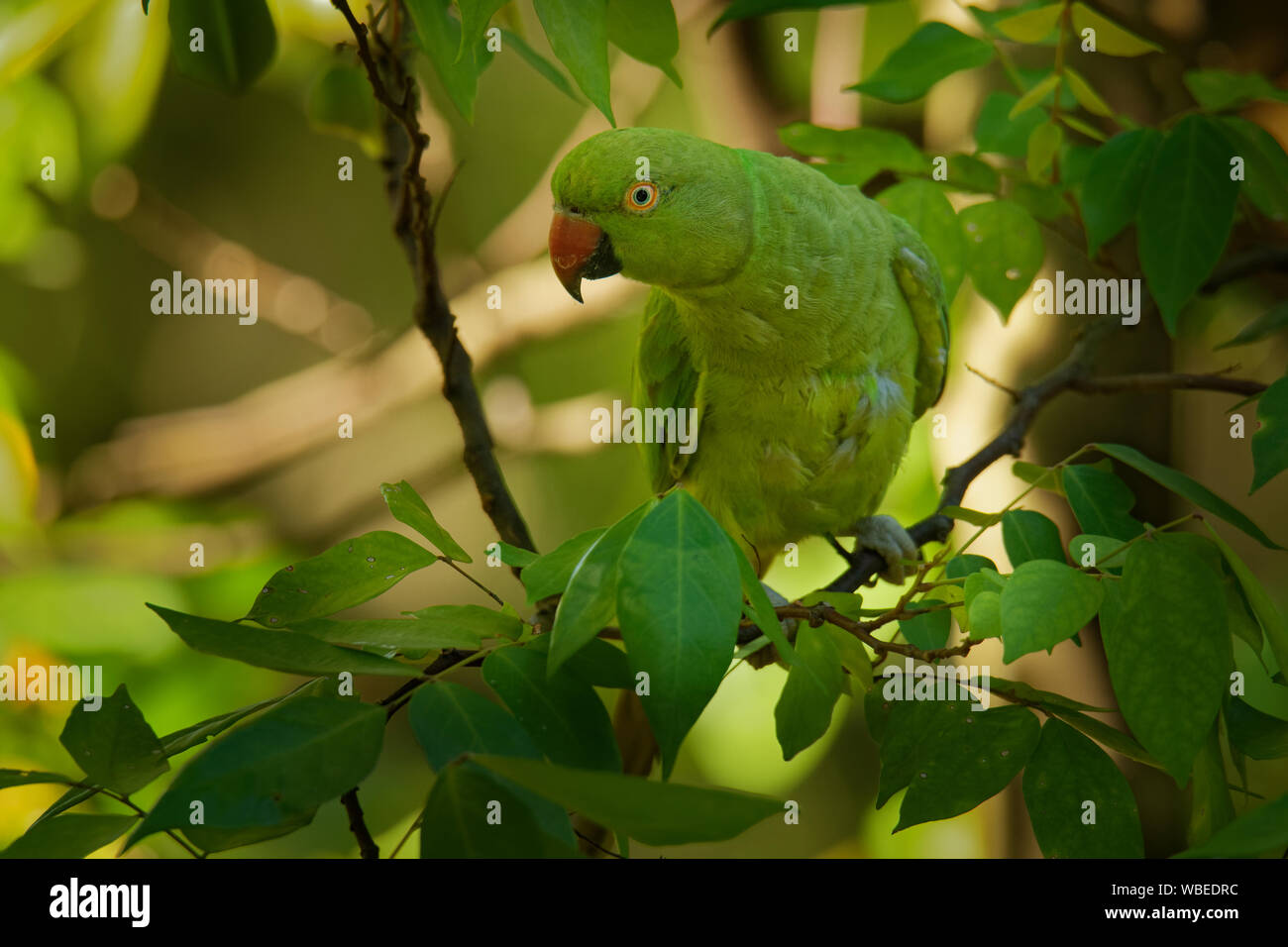 Genus psittacula hi-res stock photography and images - Alamy