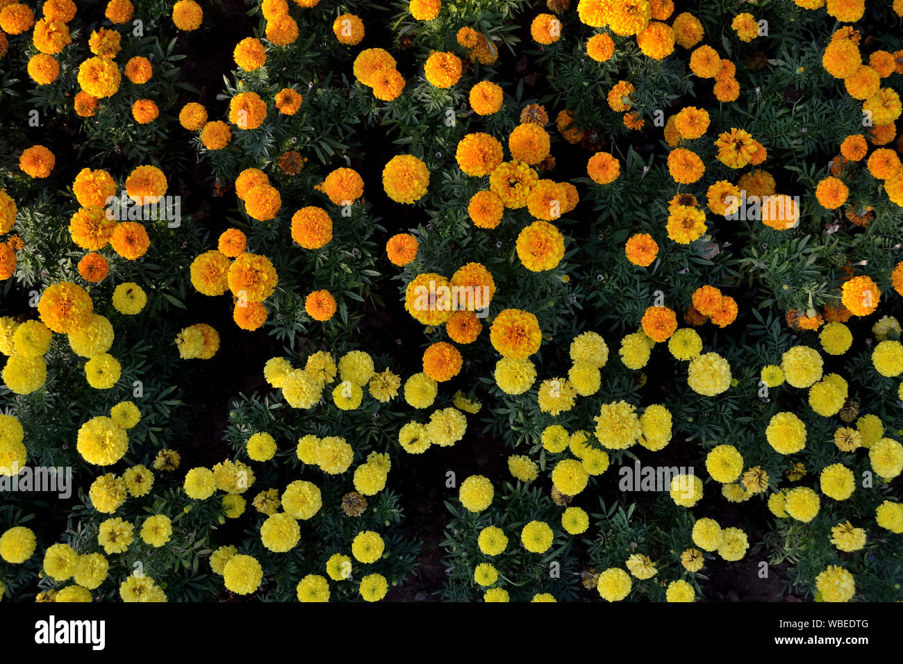African marigold tagetes erecta hi-res stock photography and images - Alamy