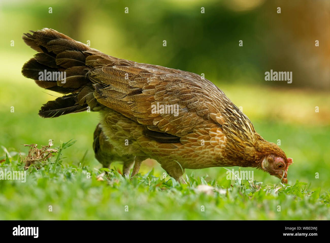 Red Junglefowl - Gallus gallus tropical bird in the family Phasianidae ...